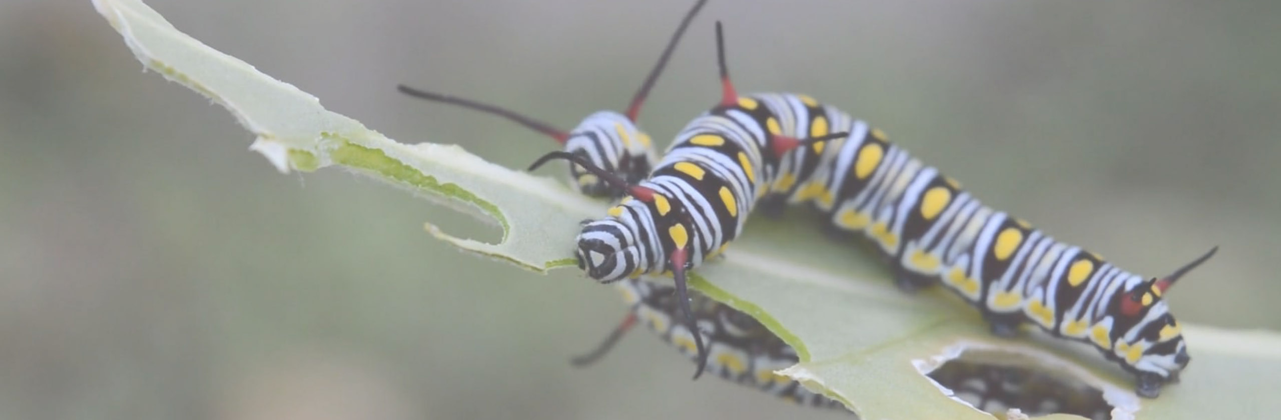 Crawling Insects Treatment | Expert Fumigation Services