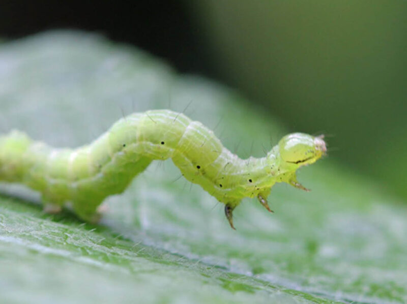 Crawling Insects Treatment | Expert Fumigation Services