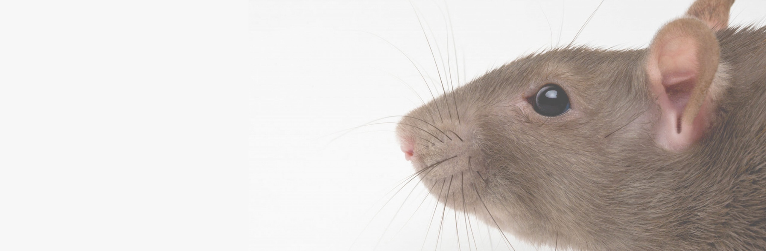Expert Rat & Mice Control Services in Pakistan | Effective Fumigation